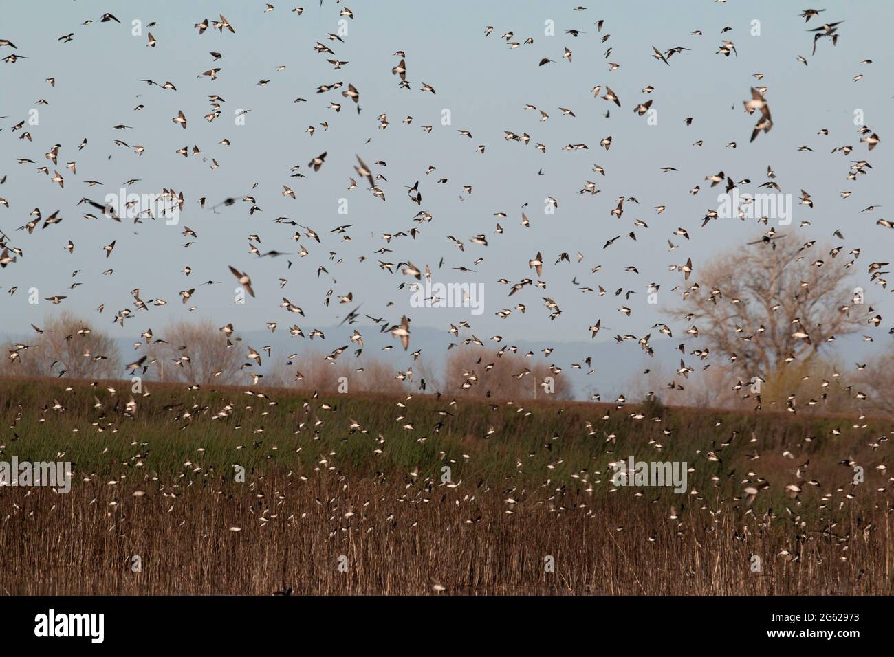 Migrating Tree Swallows, Tachycineta bicolor, circling over marshland ...