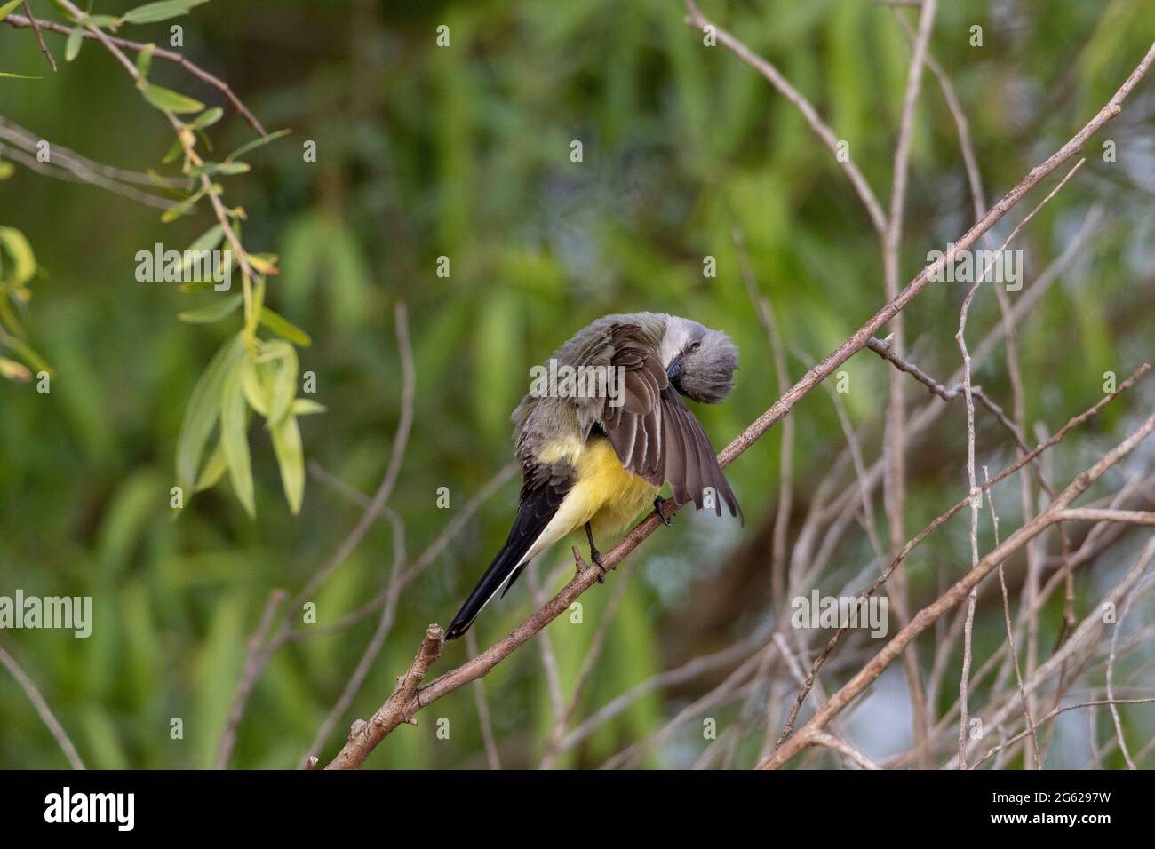 An adult Western Kingbird, Tyrannus verticalis, preening feathers while ...