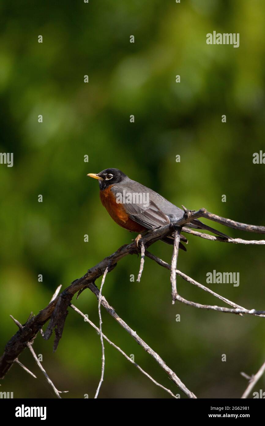 An adult American Robin, Turdus migratorius, perched in a riparian ...