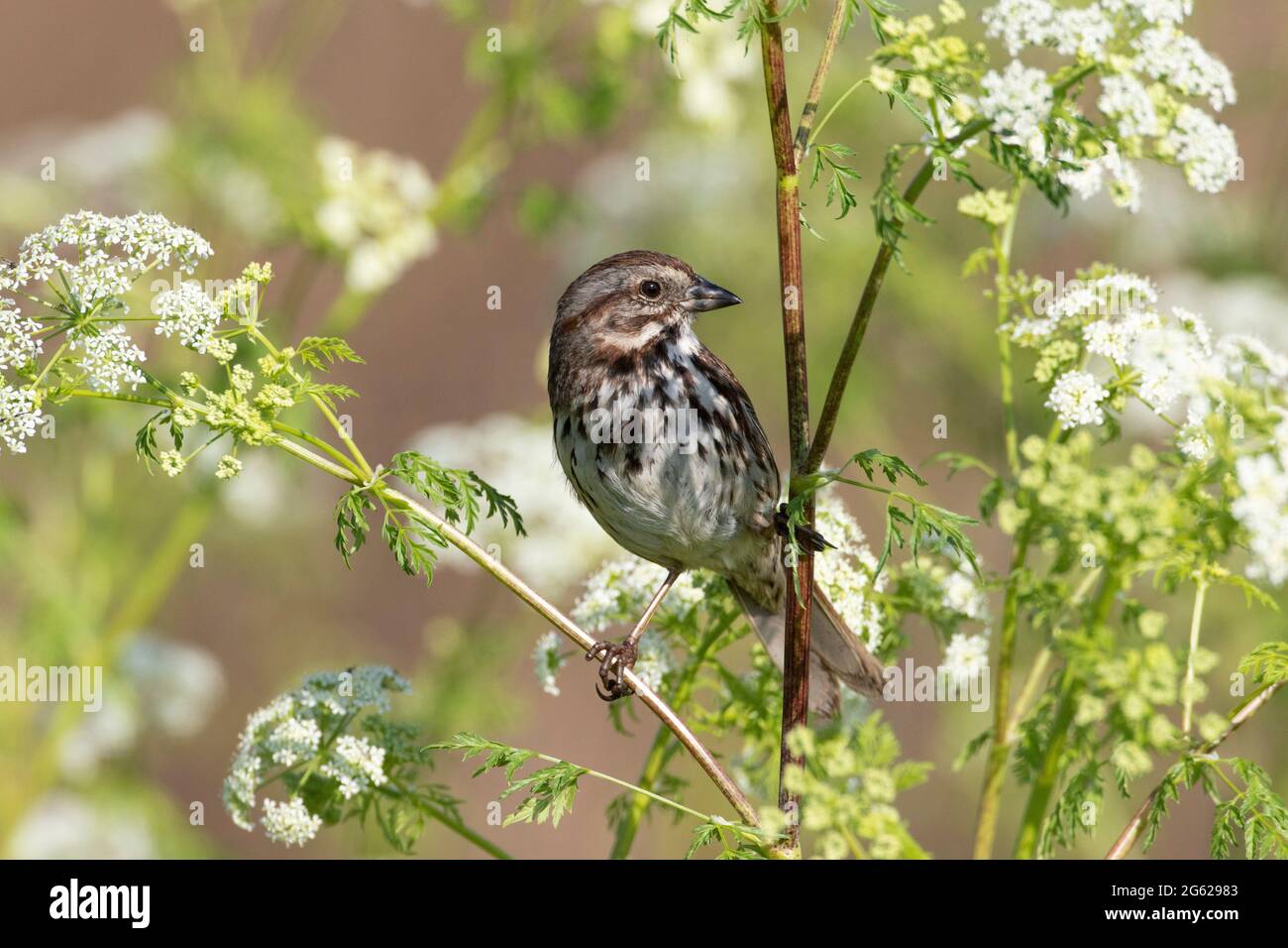 An adult Song Sparrow, Melospiza melodia, perched on Poison Hemlock ...