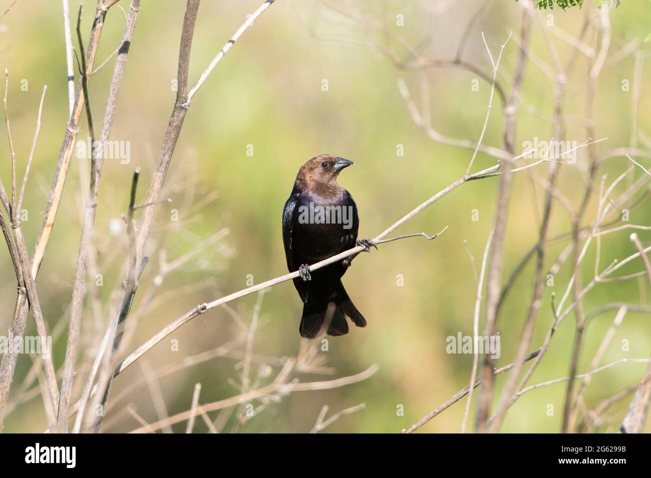 An adult male Brown-headed Cowbird, Molothrus ater, poses in upland ...