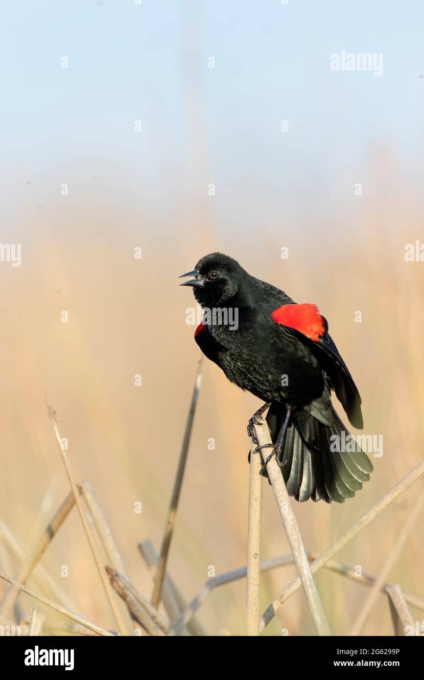 An adult male Red-winged Blackbird, Agelaius phoeniceus, performing a ...