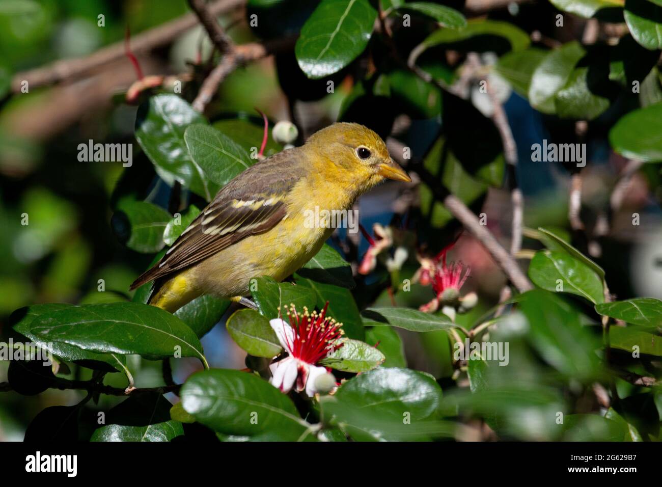 Female western tanager hi-res stock photography and images - Alamy
