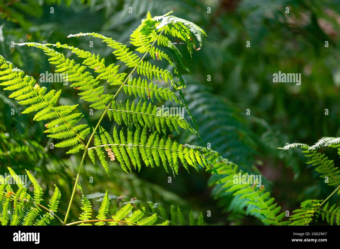 Lush green fronds giving abstract textures,glowing in sunlight at dawn ...