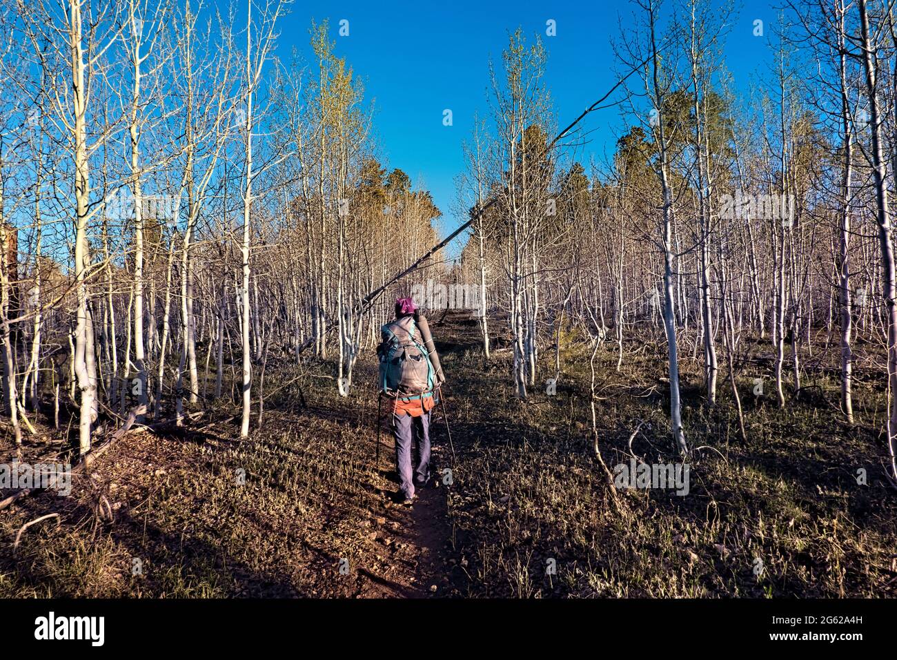 Springtime hiking on the Kaibab Plateau, Grand Canyon National Park ...
