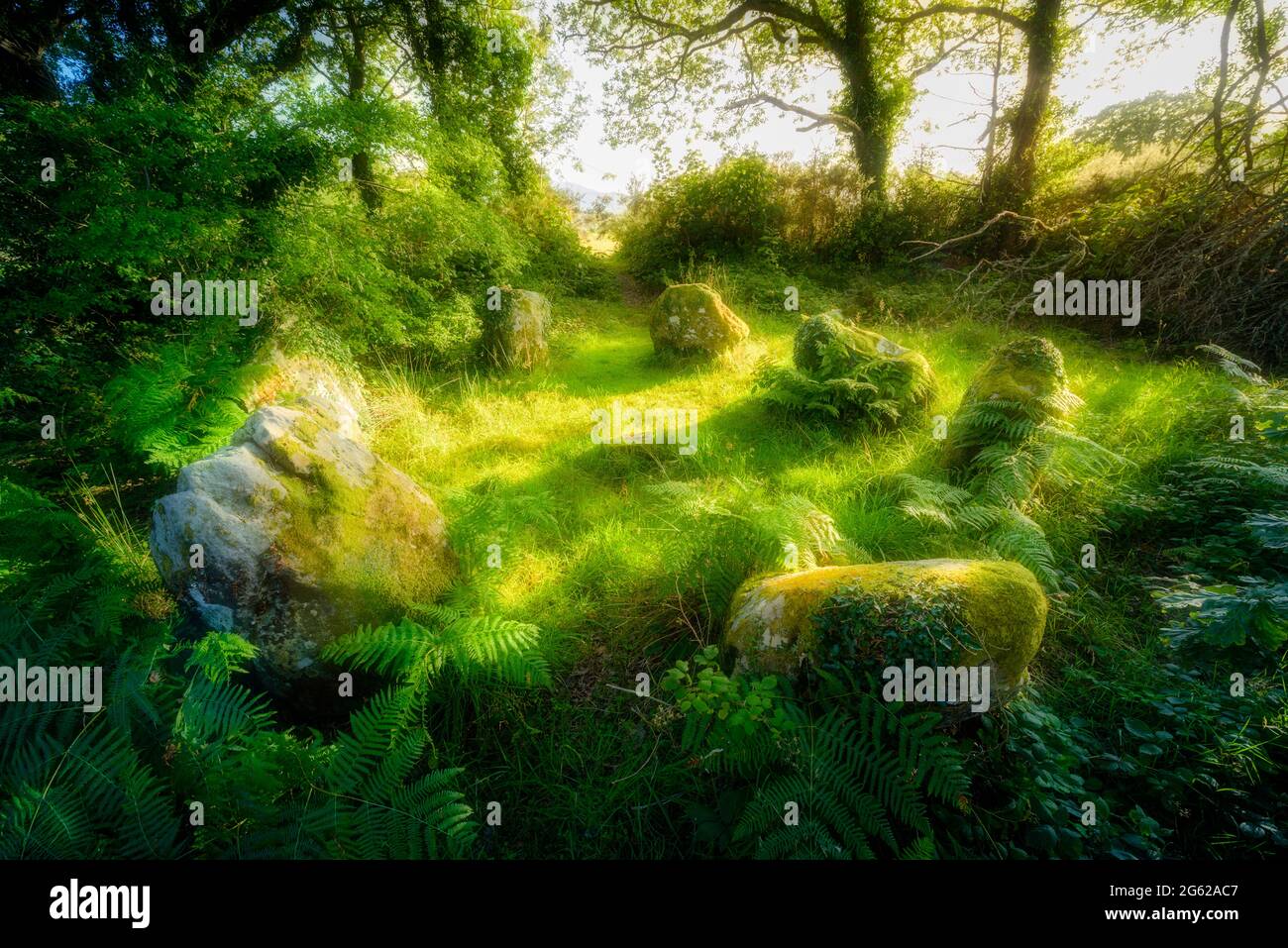 The seven sisters a small stone circle in the woods Stock Photo - Alamy