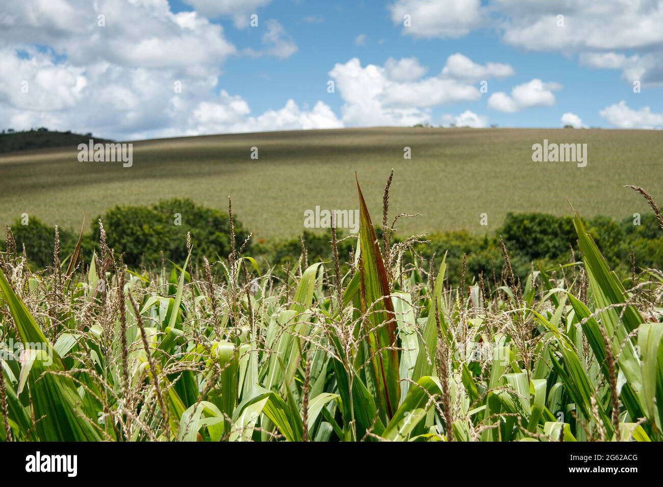 daytime view of corn crop - agriculture concept Stock Photo - Alamy