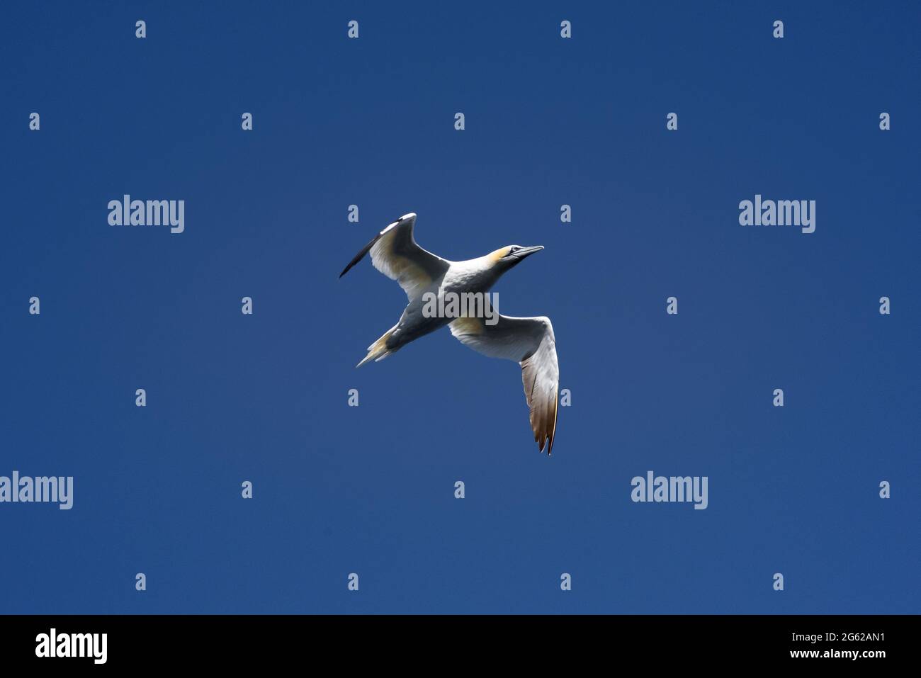 Northern gannet flying Stock Photo - Alamy