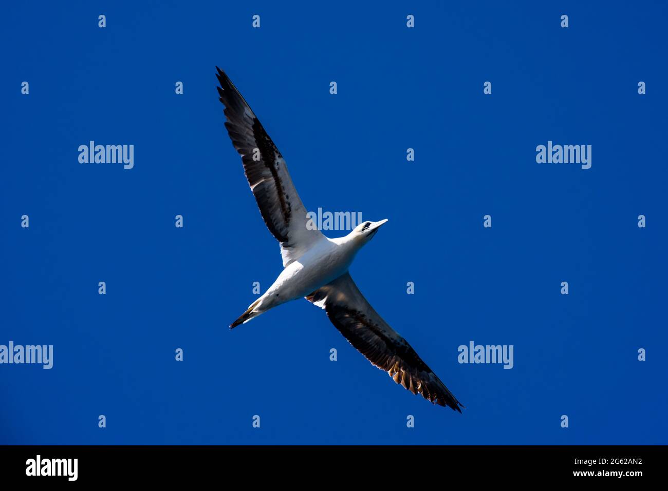 Northern gannet flying Stock Photo - Alamy