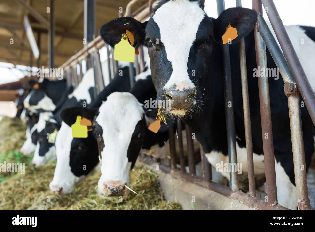 Farm cowshed with black and white cows Stock Photo - Alamy
