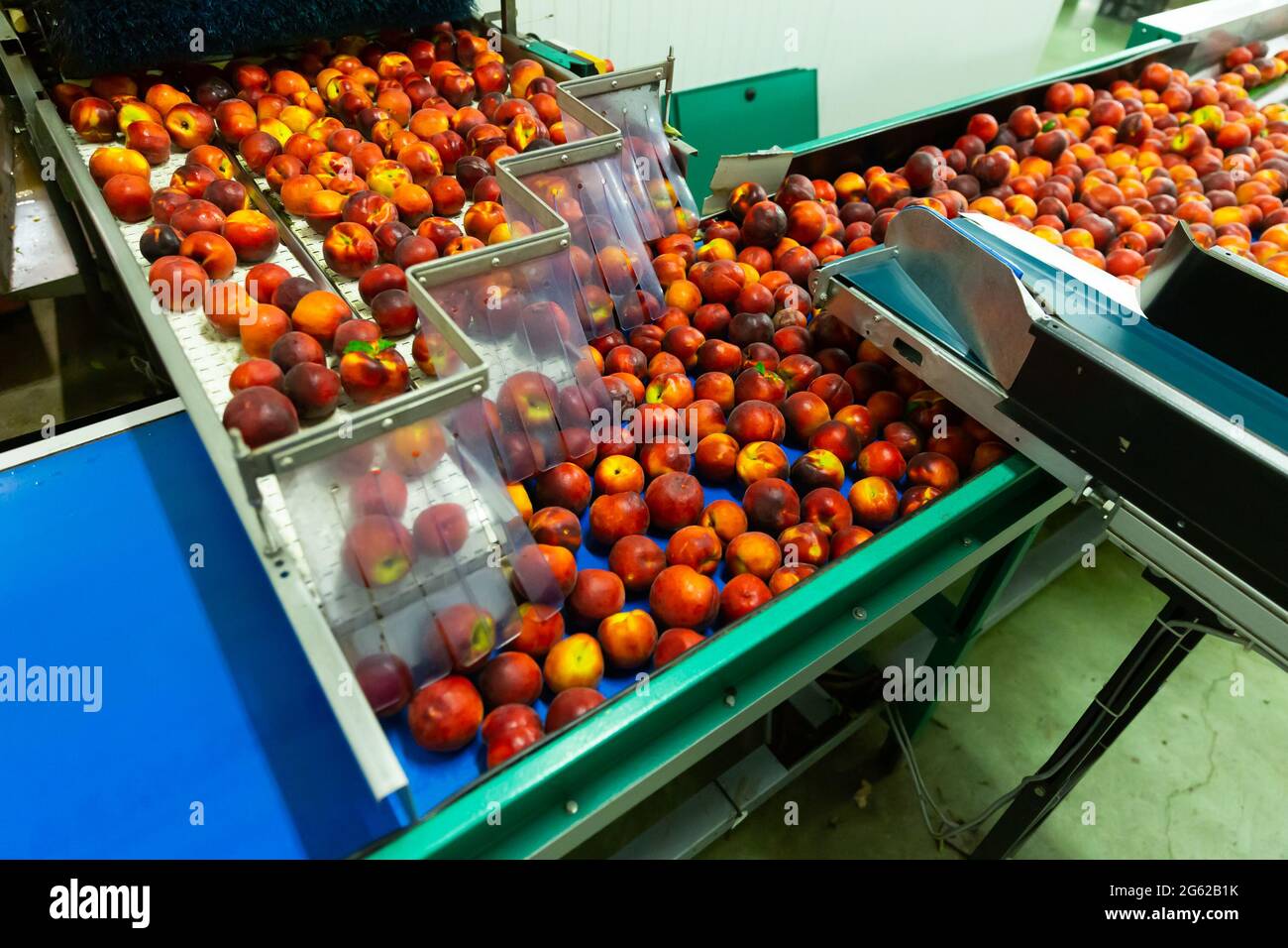 Washed peaches on sorting conveyor belt in fruit packing plant Stock ...