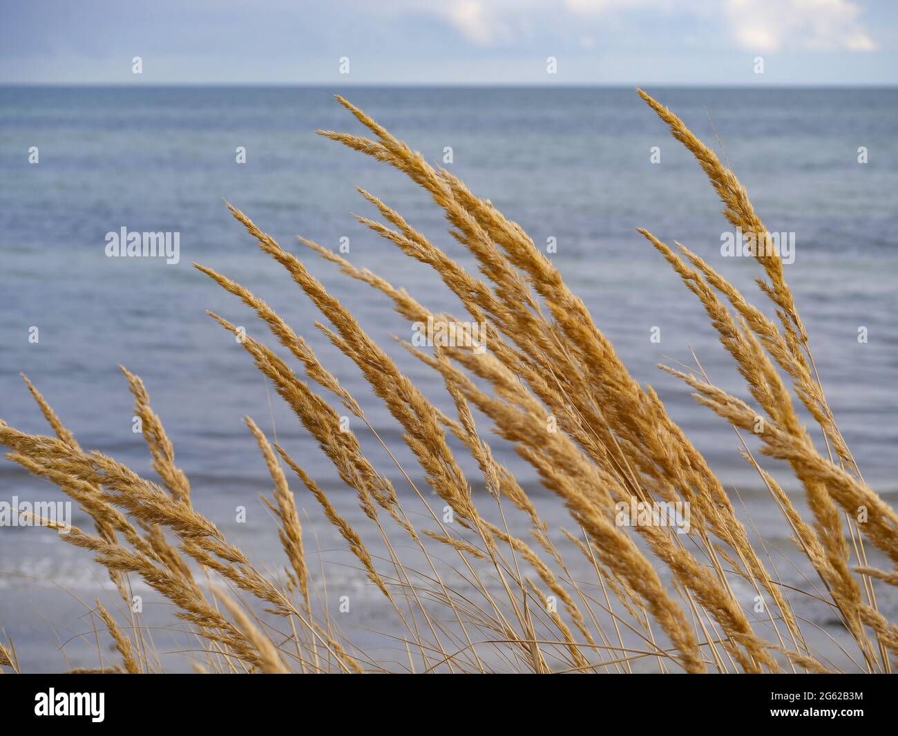Fresh millets hi-res stock photography and images - Alamy
