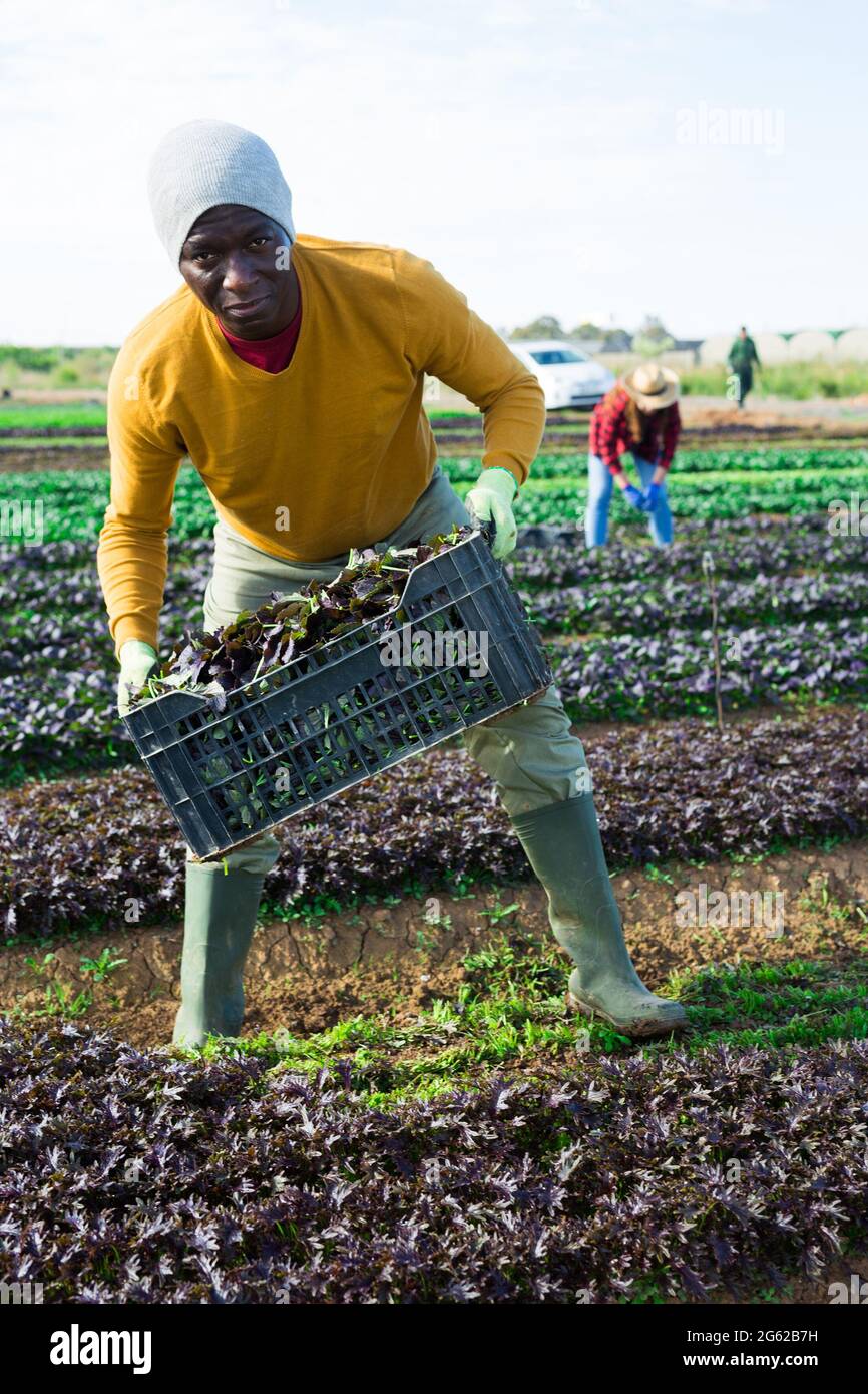 Farmer carrying box with picked red komatsuna Stock Photo - Alamy