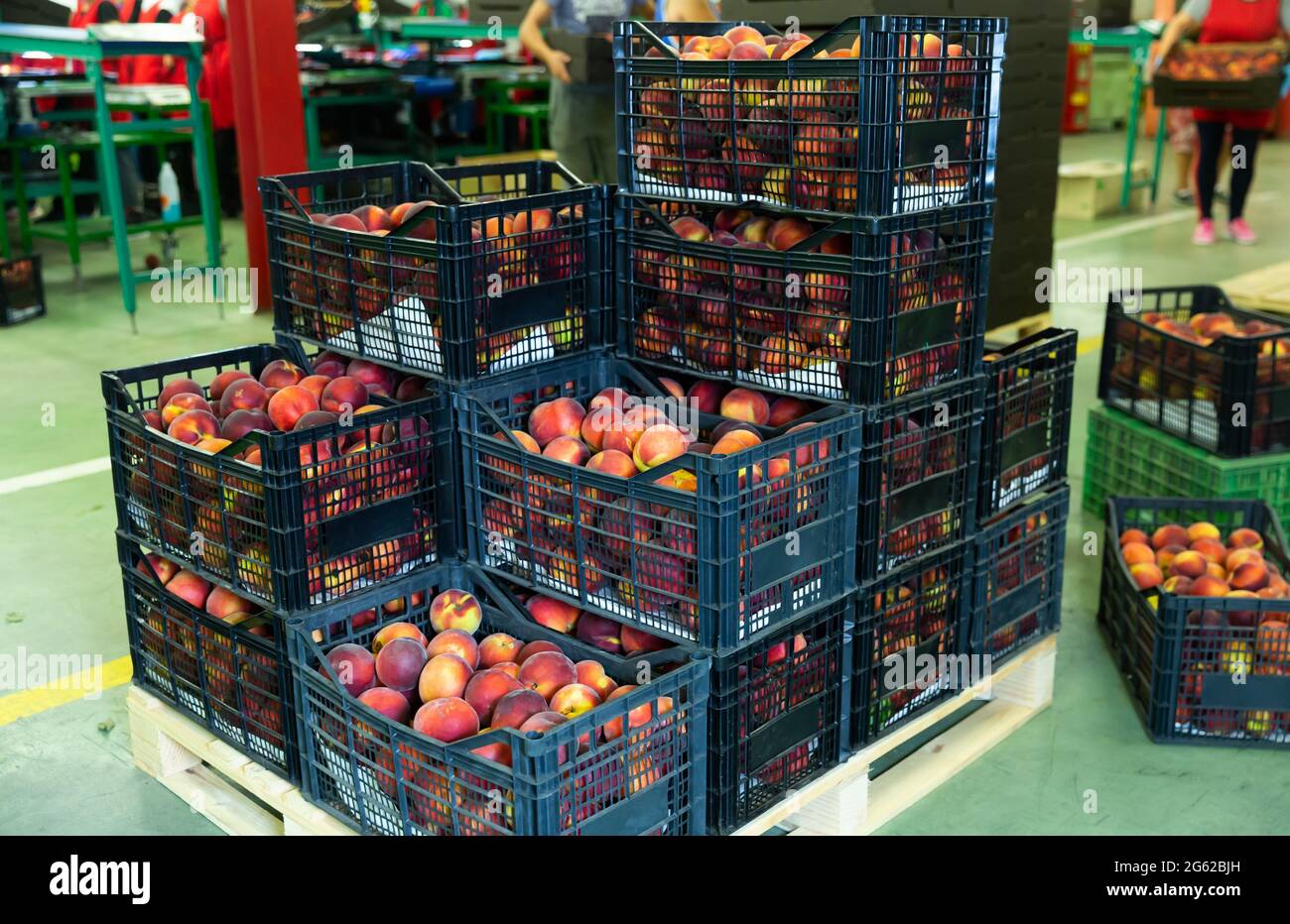 Fruits warehouse with plastic boxes of harvested peaches Stock Photo ...