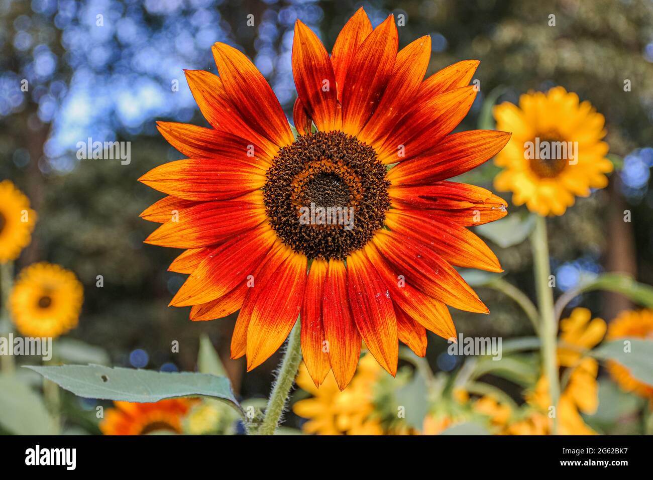 Yellow and red sunflower hi-res stock photography and images - Alamy