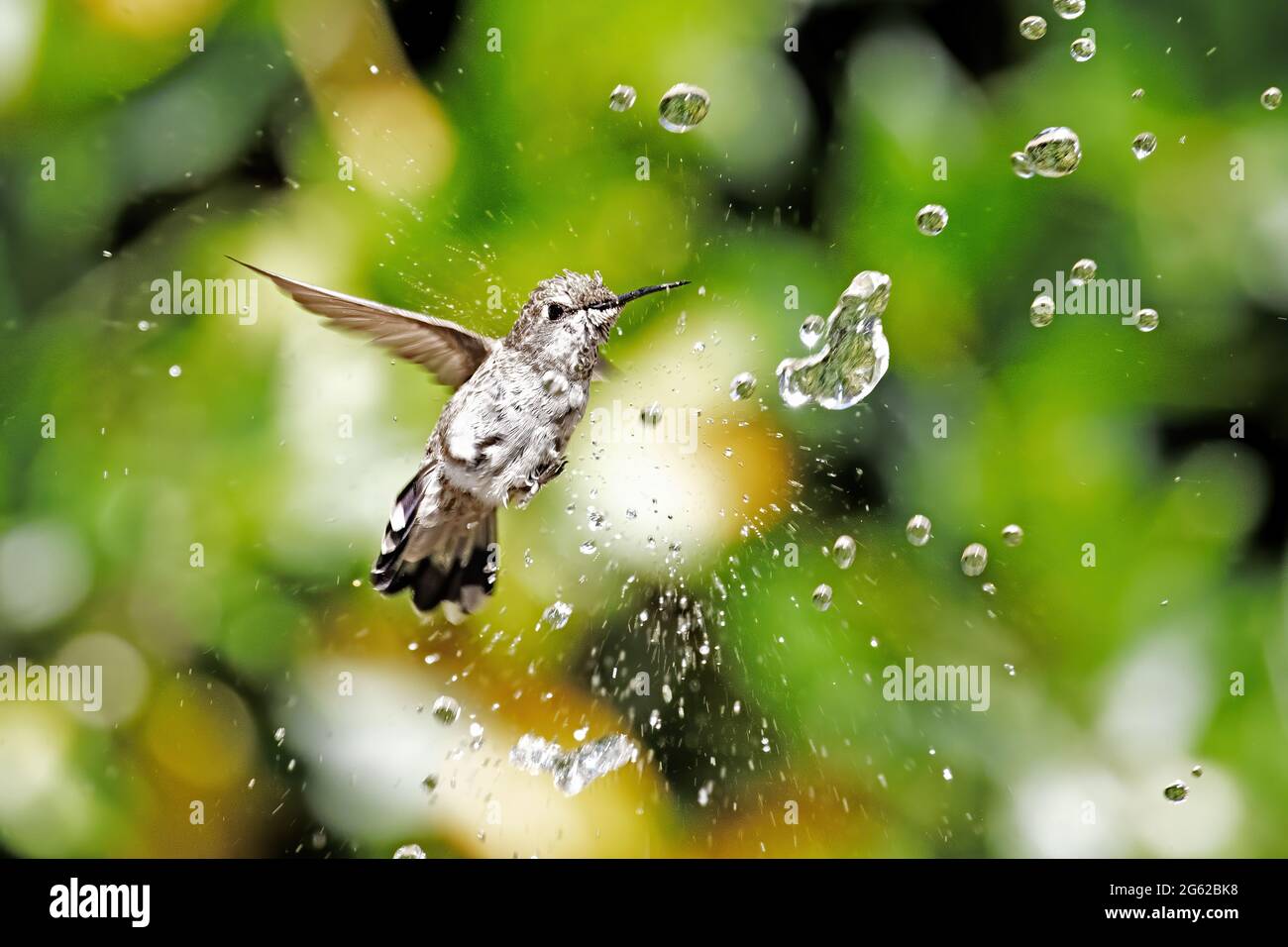Hummingbird with Water Drops Stock Photo - Alamy