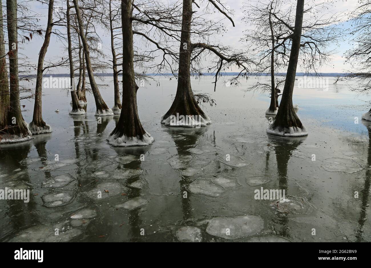 Cypress tress in ice - Reelfoot Lake, Tennessee Stock Photo - Alamy