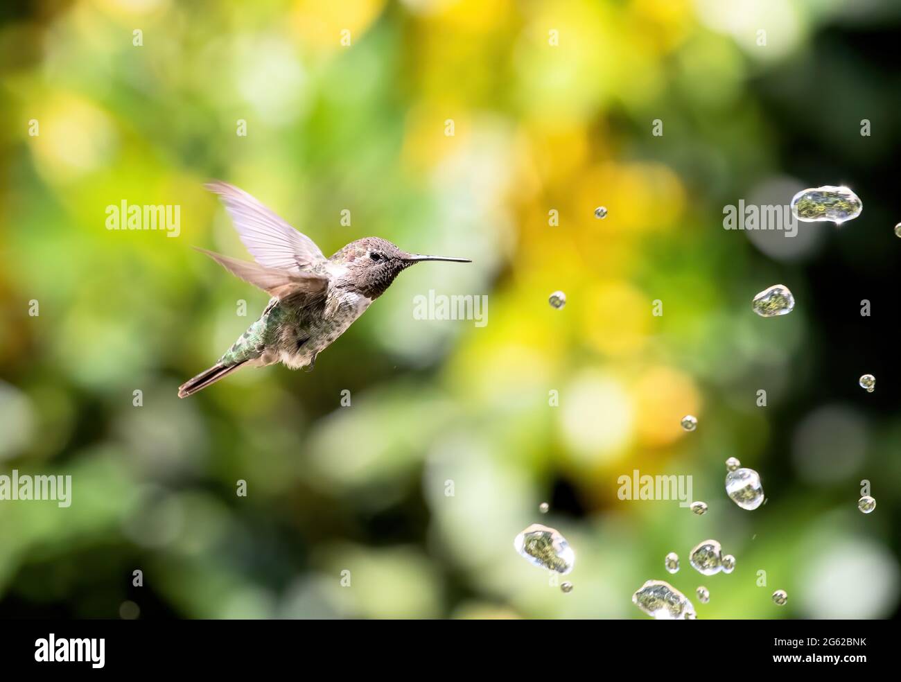 Hummingbird drinking water hi-res stock photography and images - Alamy