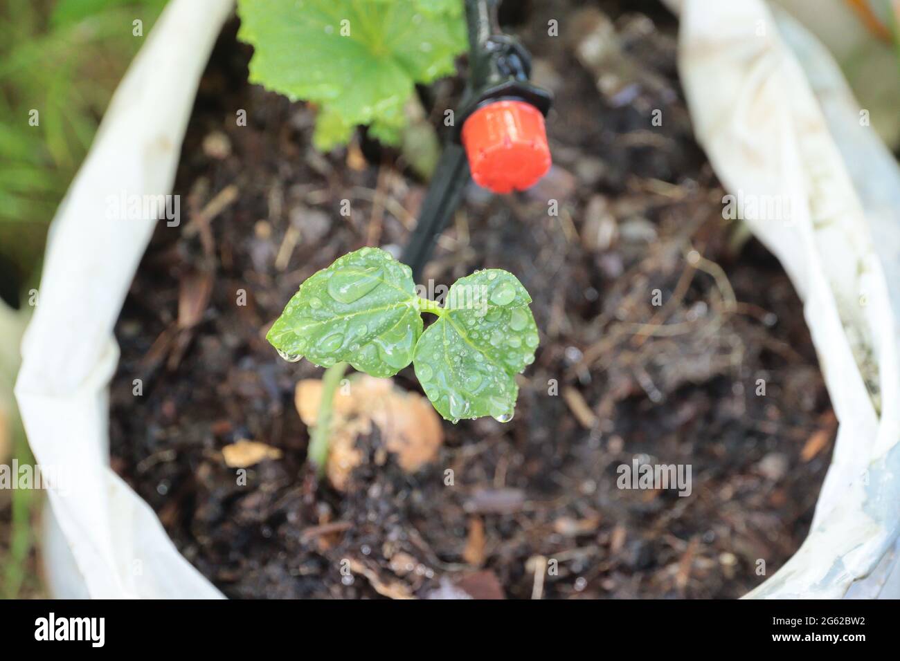 The seedlings of the plant with water droplets is about to grow on a ...