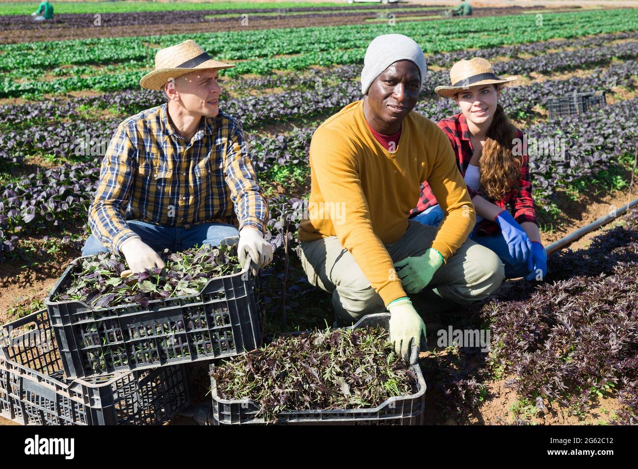 Three farmers posing on leaf vegetables field Stock Photo - Alamy