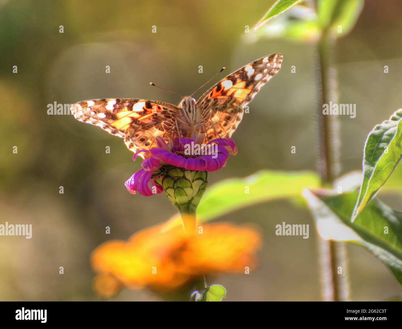 Dahlia painted lady hi-res stock photography and images - Alamy