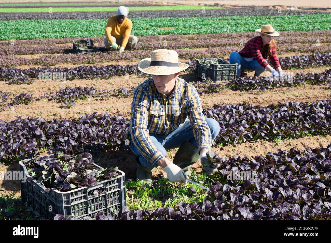 Man gardener picking harvest of red arugula to crate and using knife ...