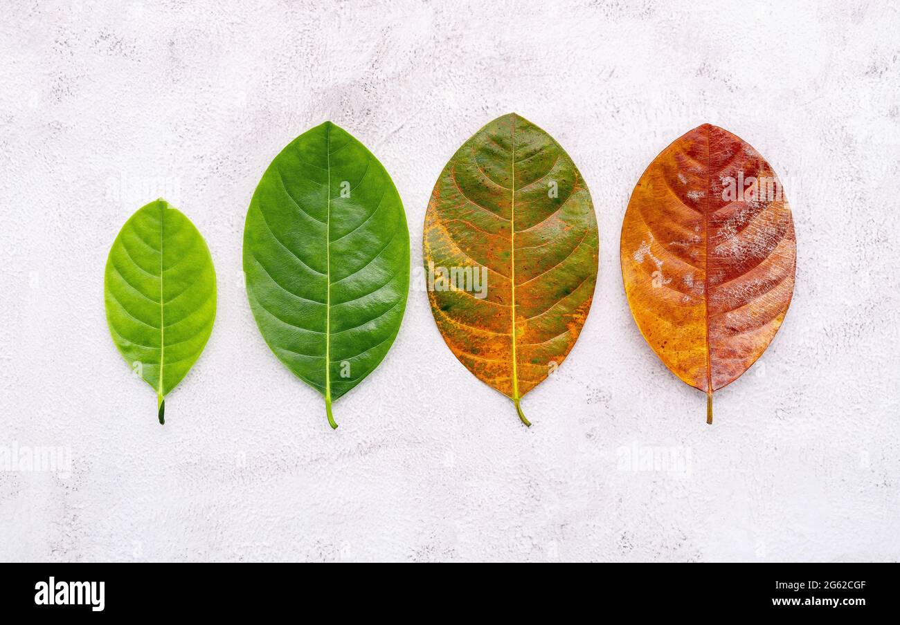 Different age of leaves and colour set up on white concrete background ...