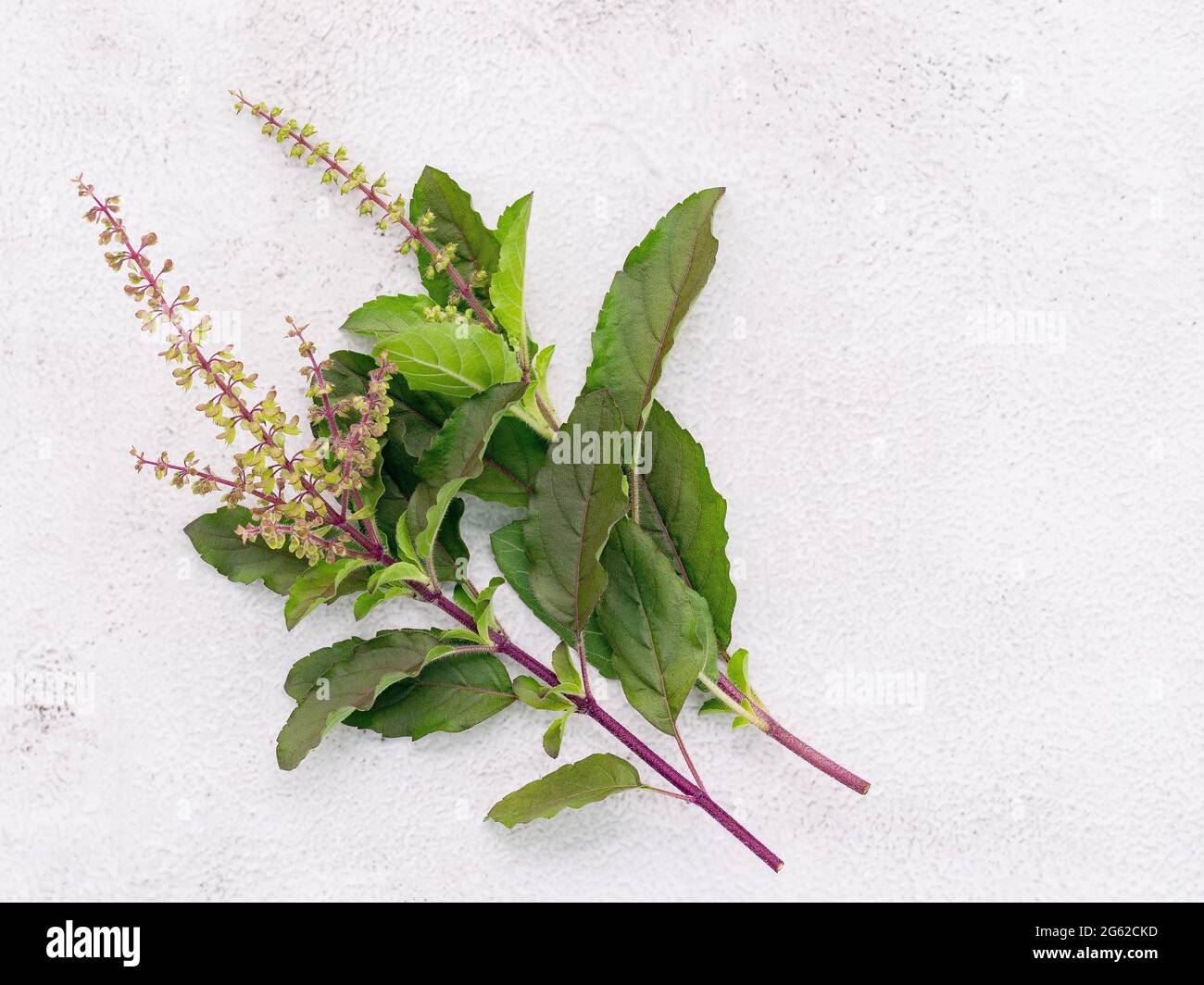 Blanch of fresh holy basil leaves set up on white concrete background ...
