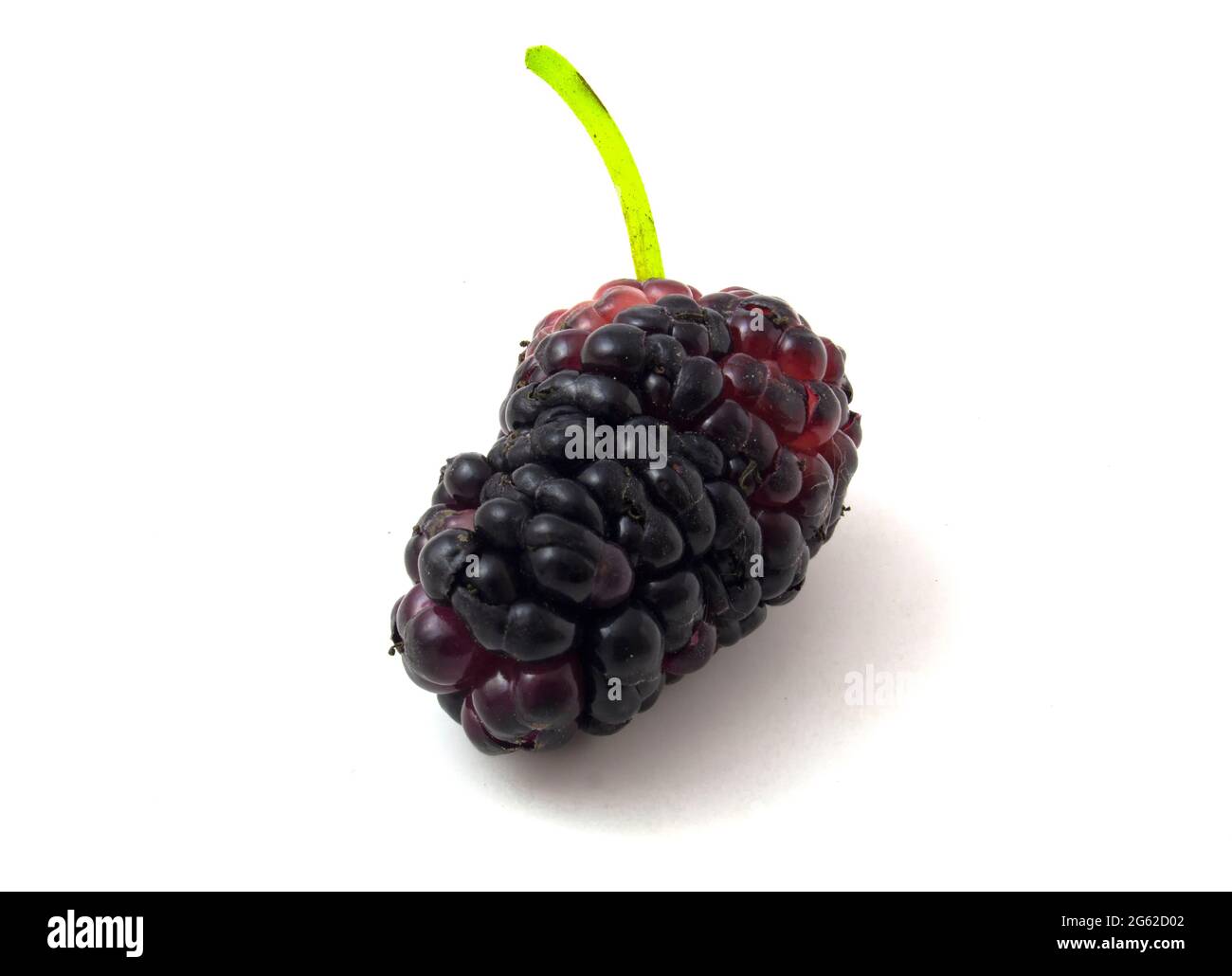 Mulberry berry with leaf isolated on white background macro Stock Photo ...