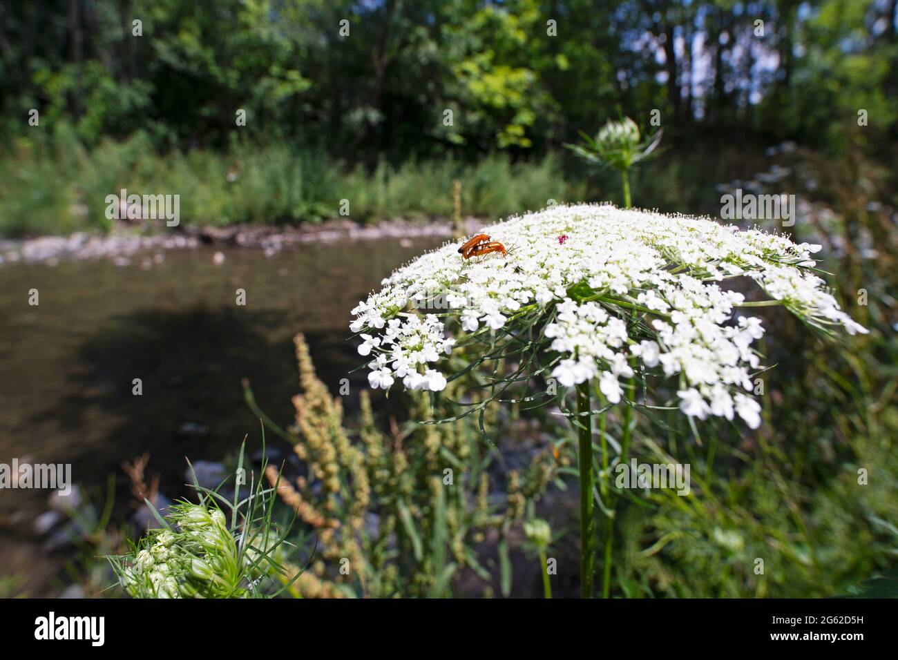 Wild Carrot (Daucus carota) and Comon Red Soldier Beetles (Rhagonycha ...