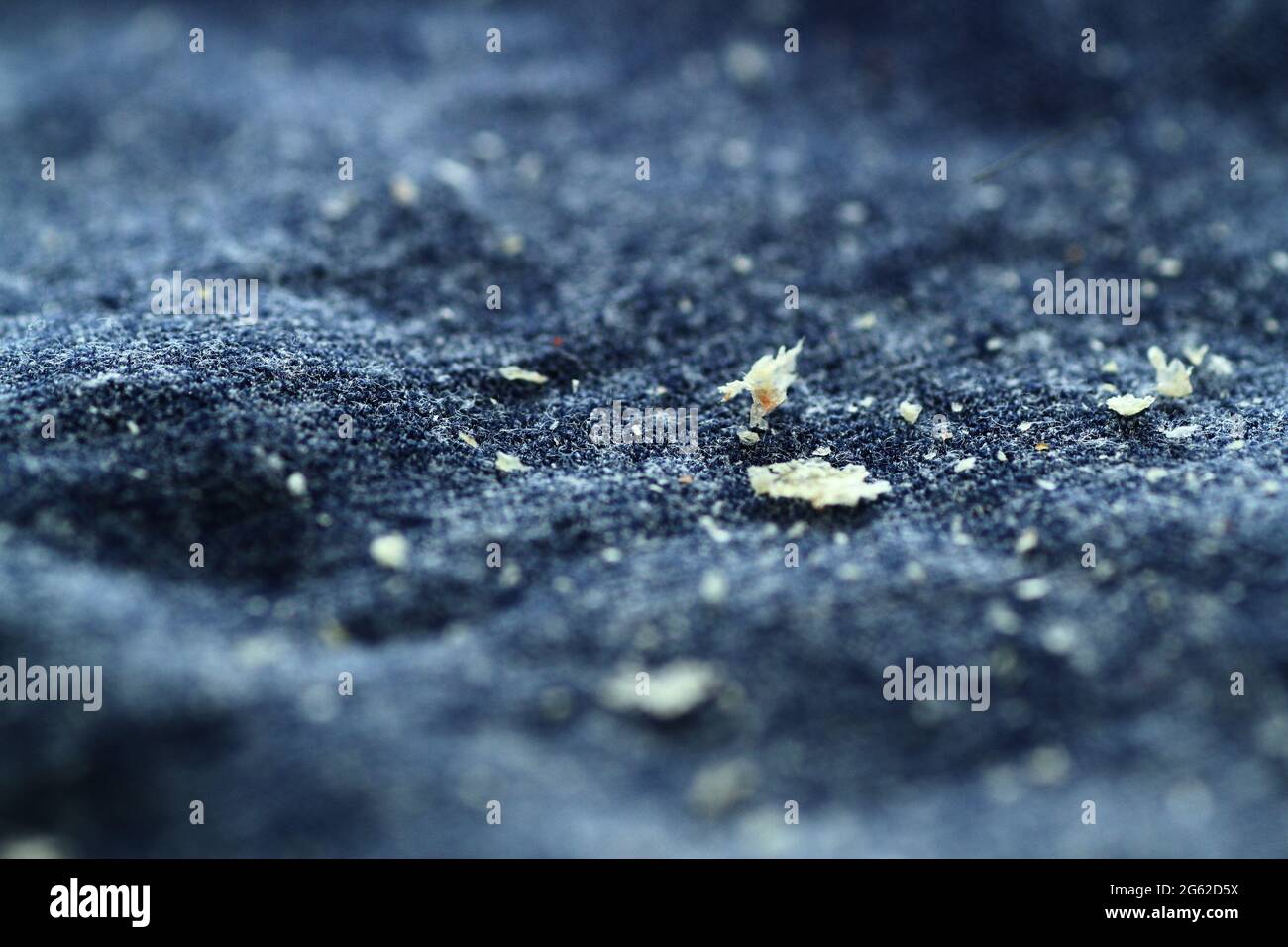Macro of dandruff or white flakes on cloth Stock Photo - Alamy