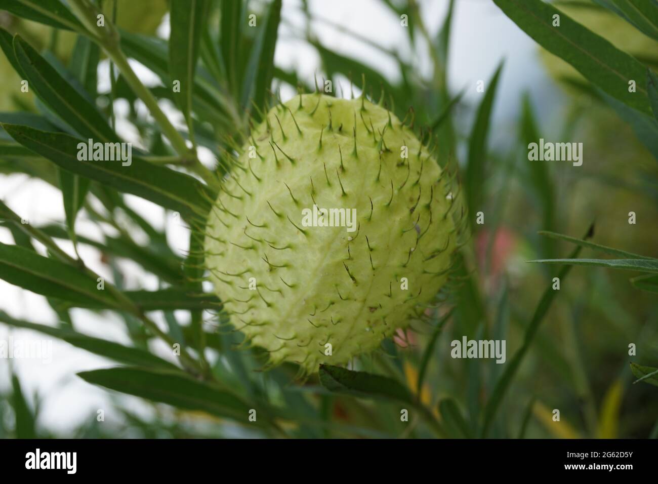 Gomphocarpus physocarpus (also called hairy balls, balloon plant ...