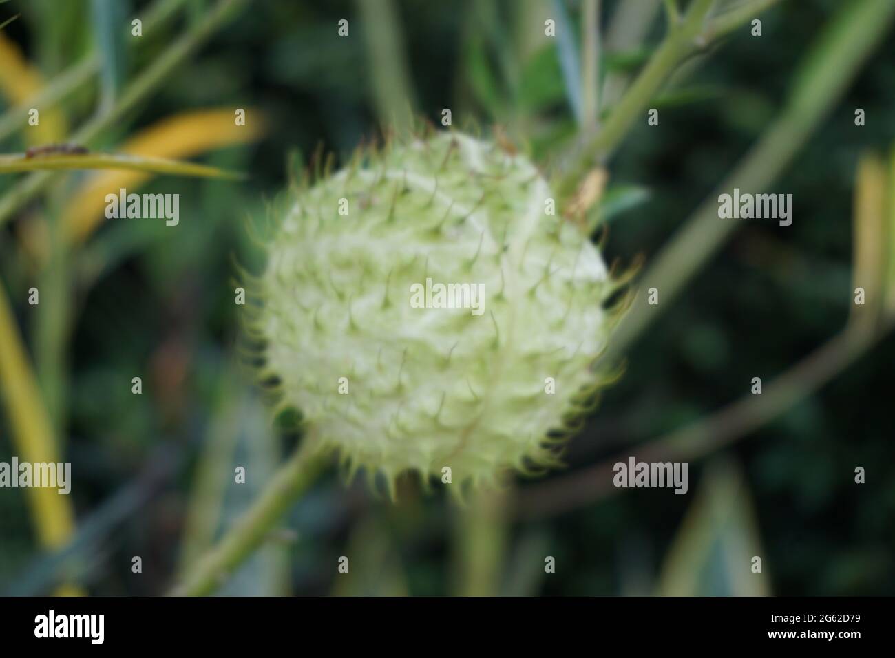 Gomphocarpus physocarpus (also called hairy balls, balloon plant ...