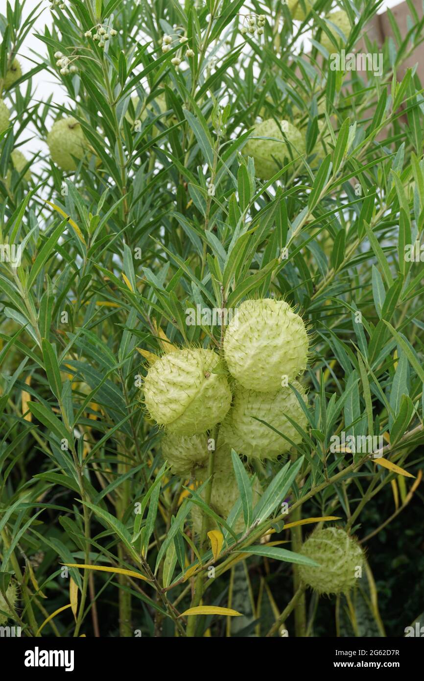 Gomphocarpus physocarpus (also called hairy balls, balloon plant ...