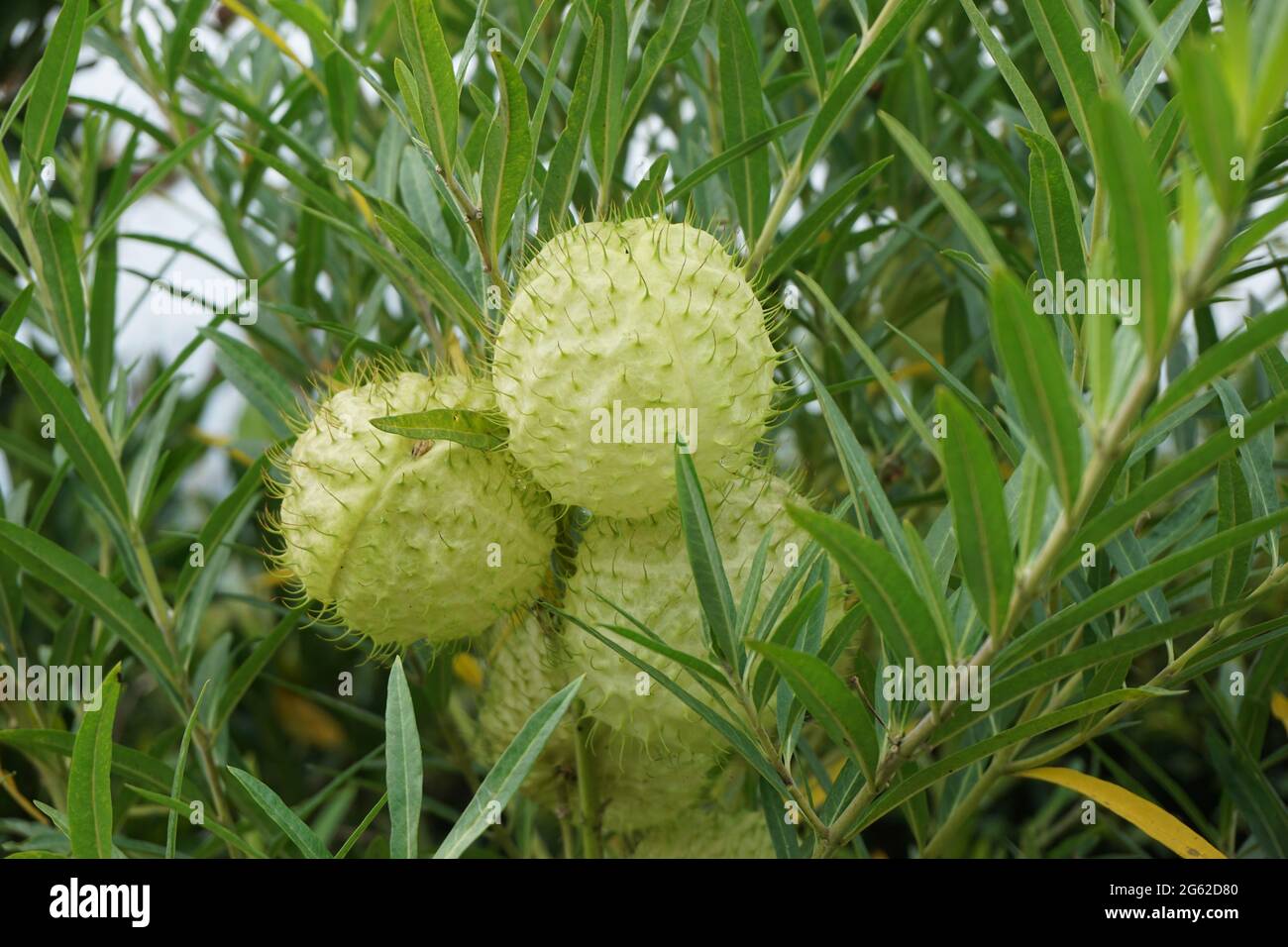 Gomphocarpus physocarpus (also called hairy balls, balloon plant ...