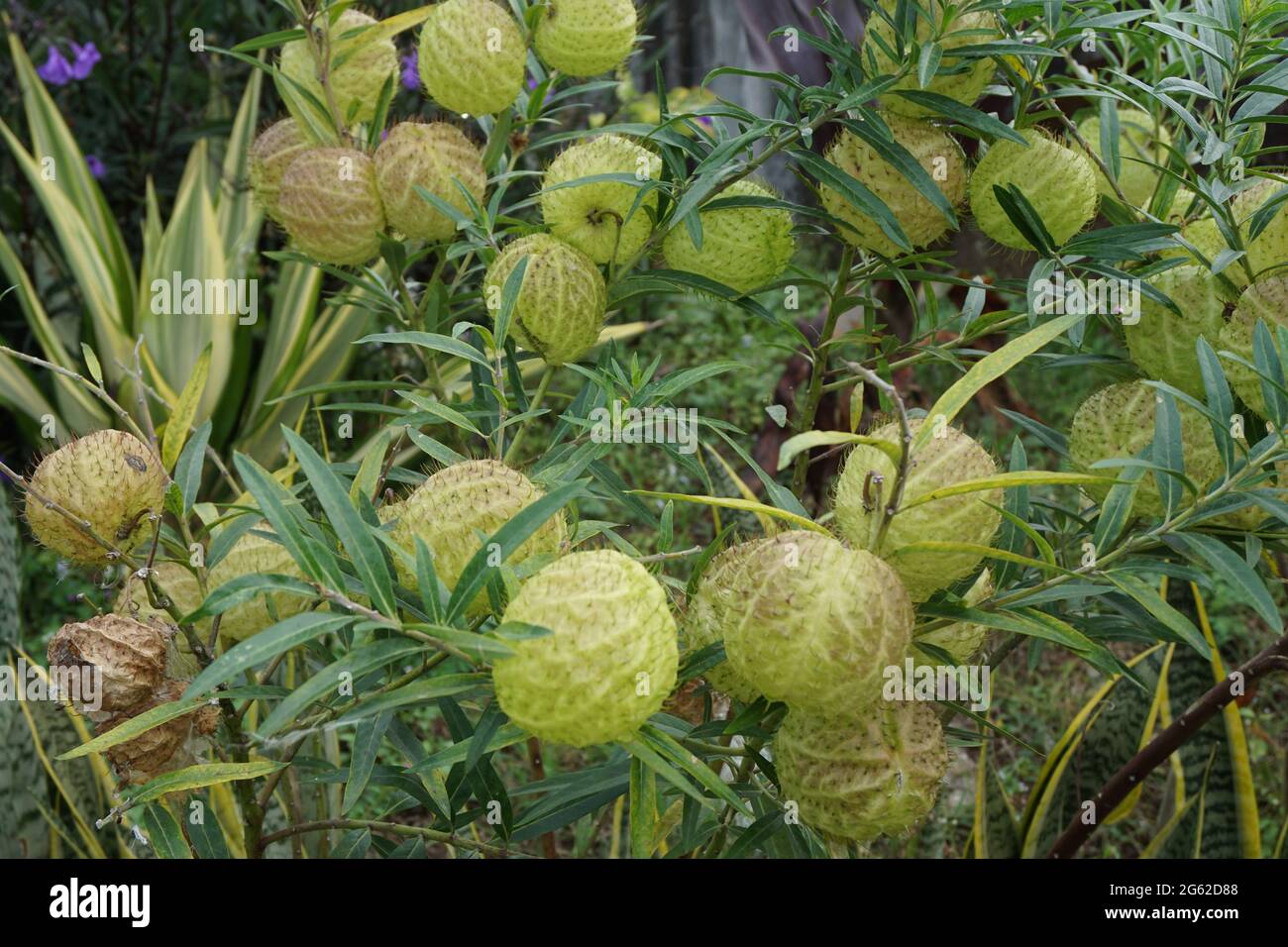 Gomphocarpus physocarpus (also called hairy balls, balloon plant ...