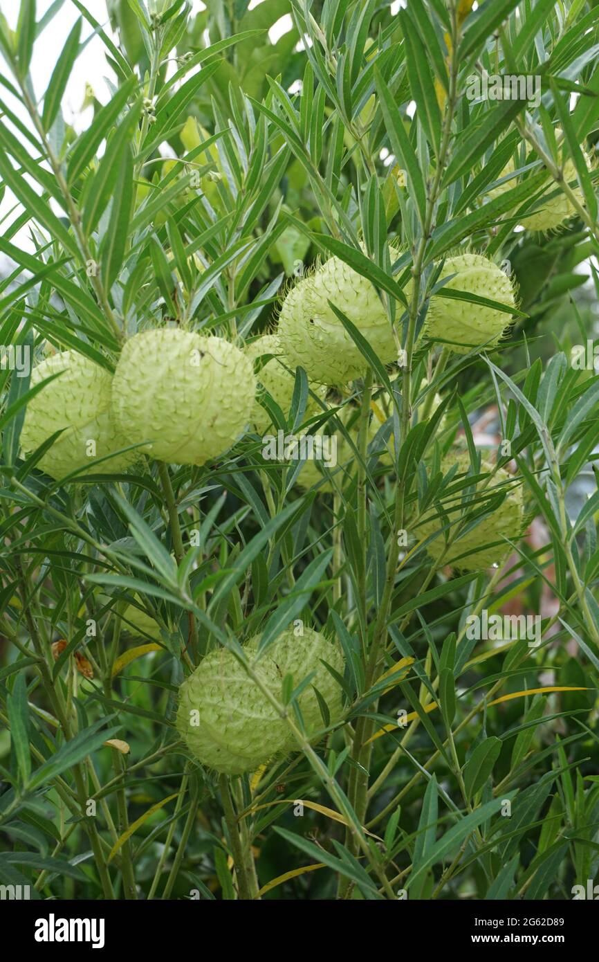 Gomphocarpus physocarpus (also called hairy balls, balloon plant ...