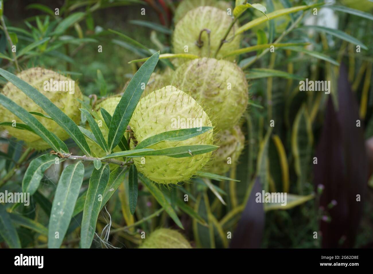 Gomphocarpus physocarpus (also called hairy balls, balloon plant ...