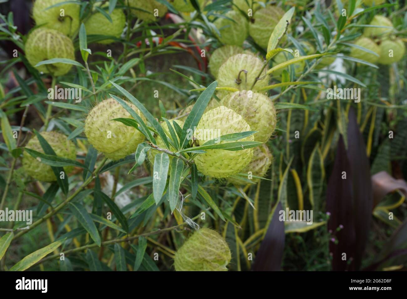 Gomphocarpus physocarpus (also called hairy balls, balloon plant ...