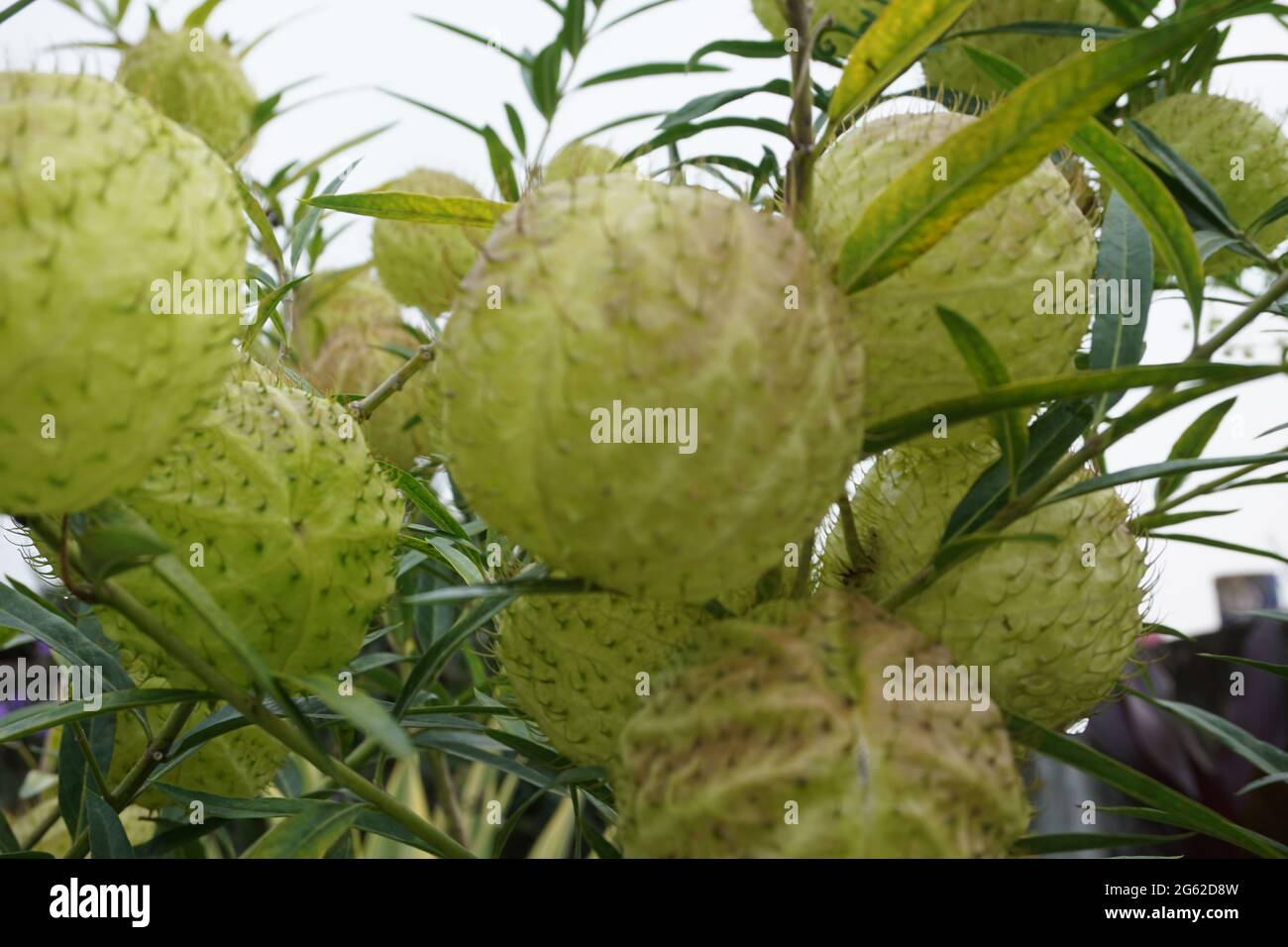Gomphocarpus physocarpus (also called hairy balls, balloon plant ...