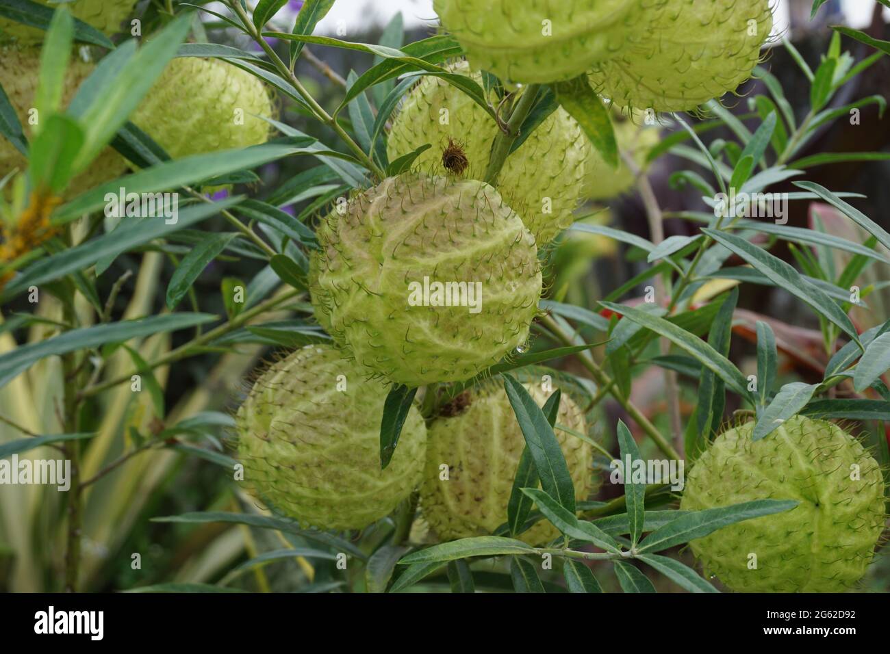 Gomphocarpus physocarpus (also called hairy balls, balloon plant ...