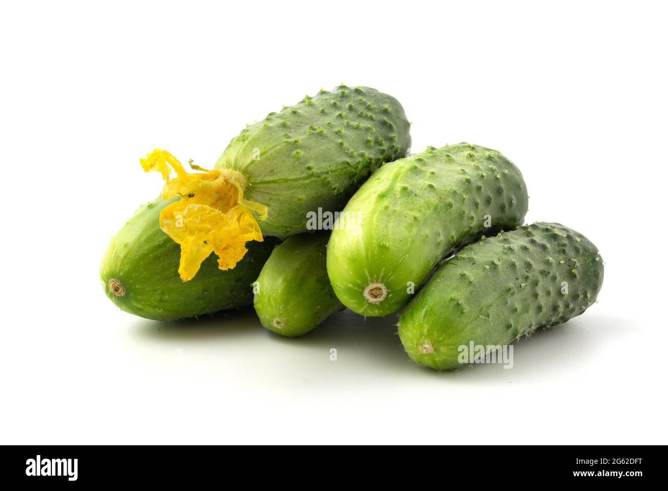 Small cucumbers close up, gherkins lie isolated on white background ...