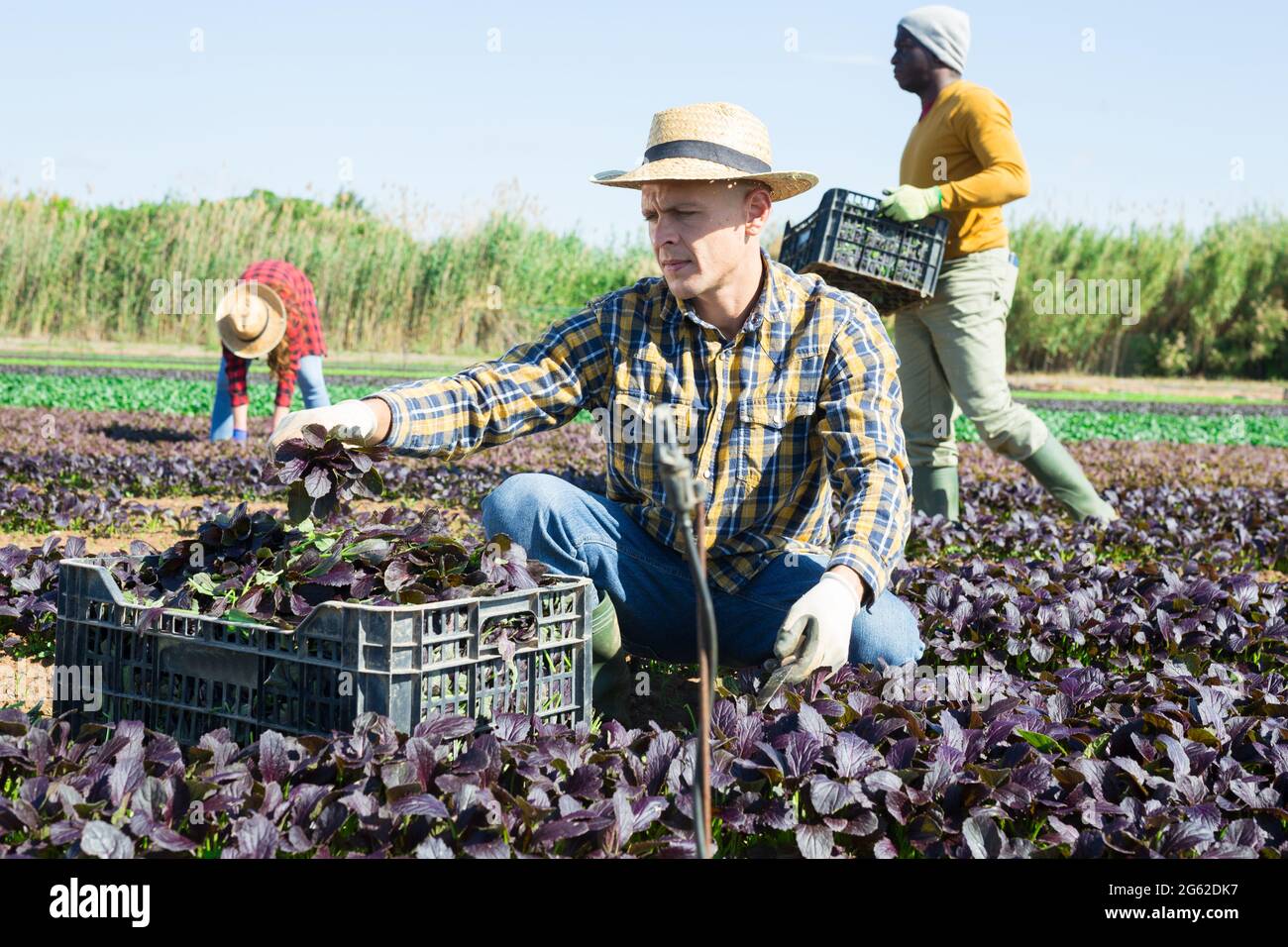 Mustard greens picking hi-res stock photography and images - Alamy