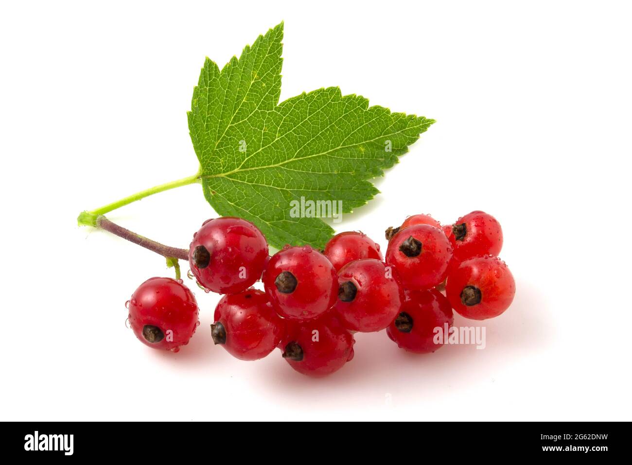 Close up red currant hi-res stock photography and images - Alamy