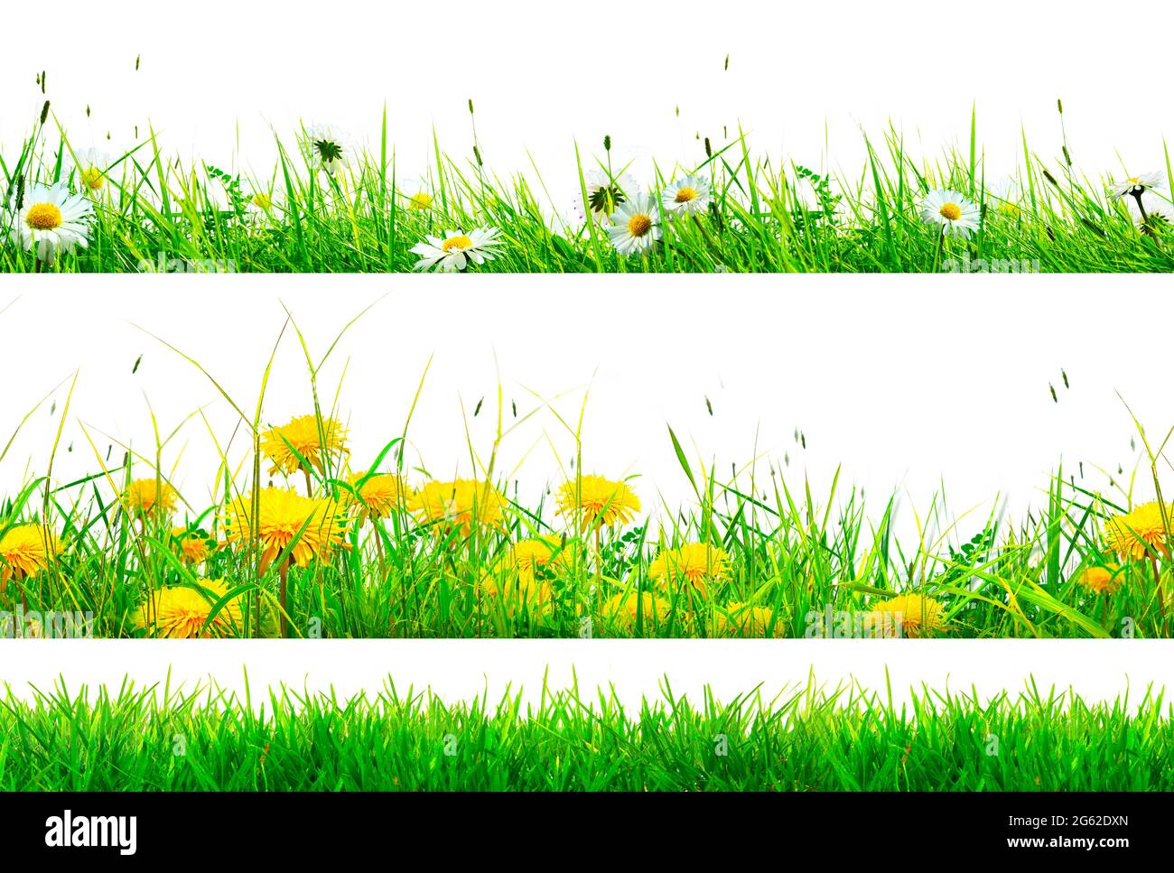 Grass flower field in spring background with sunlight Stock Photo - Alamy