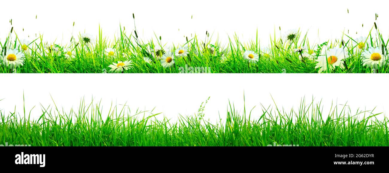 Grass flower field in spring background with sunlight Stock Photo - Alamy