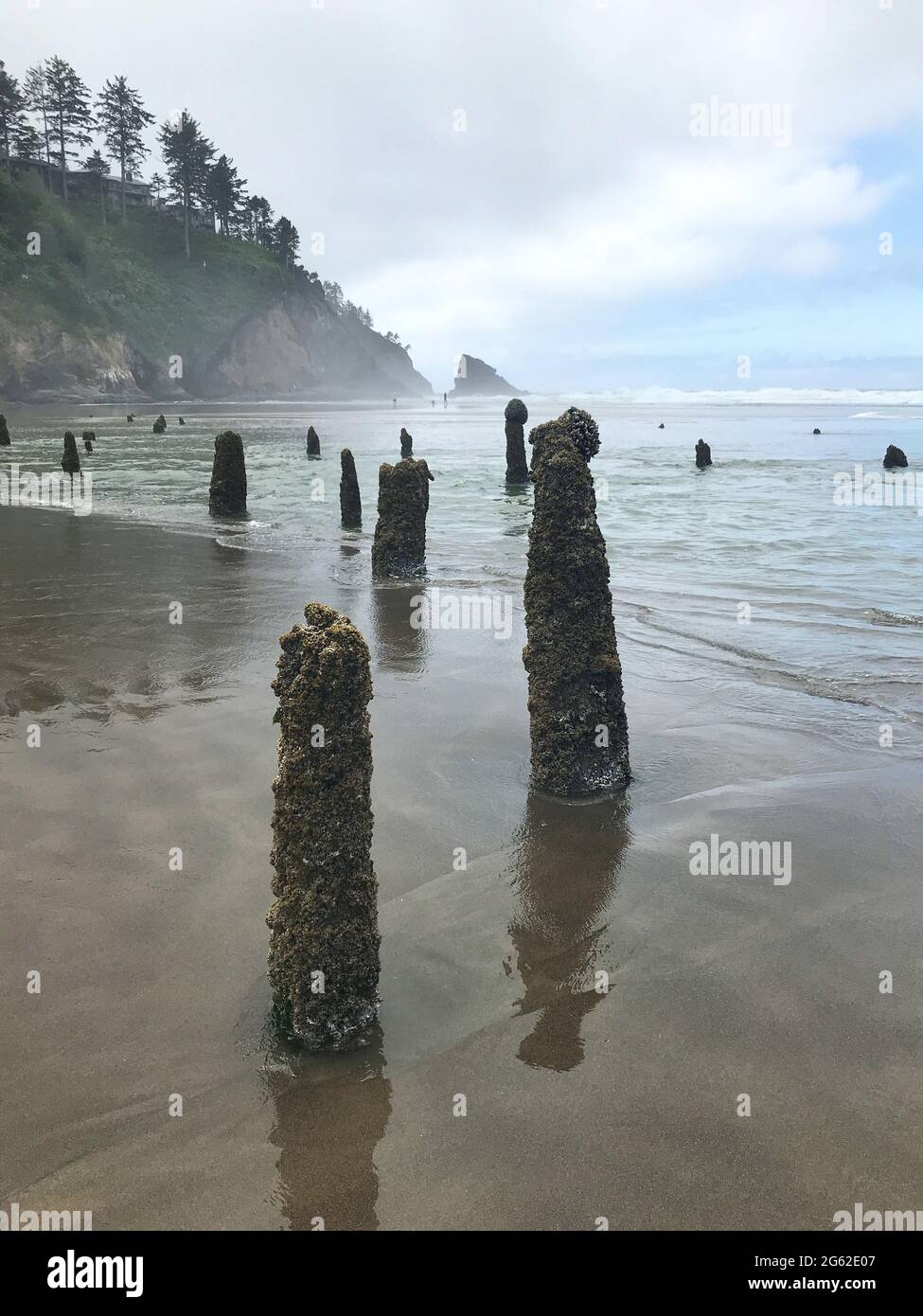 Along the Oregon Coast: Neskowin Ghost Forest - remains of ancient ...