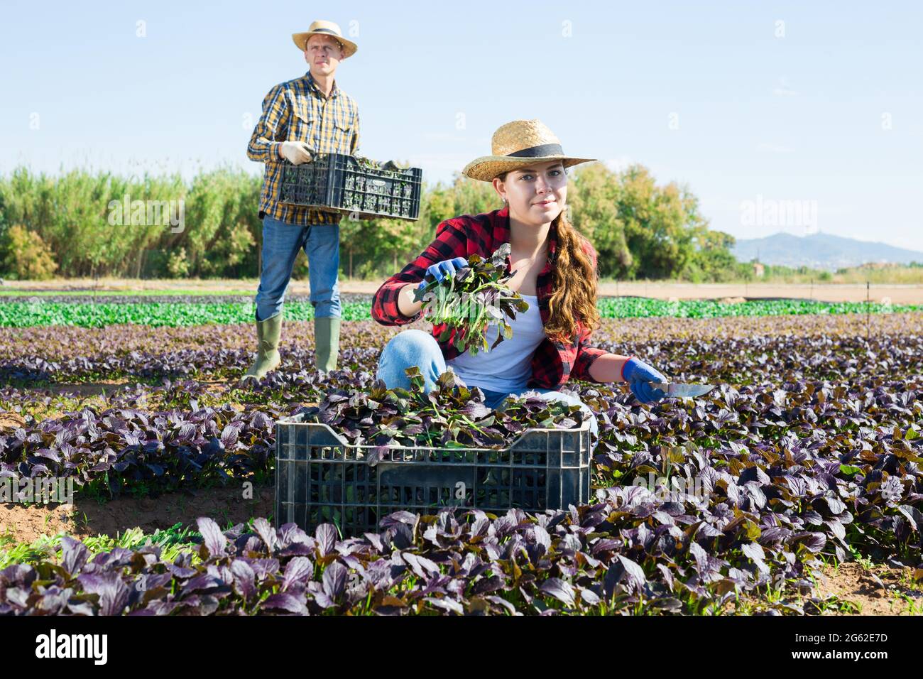 Woman farmer picking red komatsuna leaf greens Stock Photo - Alamy