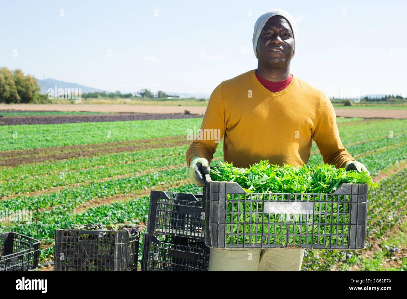 Smiling afro american farmer holding crate with arugula Stock Photo - Alamy Smiling afro american farmer holding crate with arugula Stock Photo - Alamy
