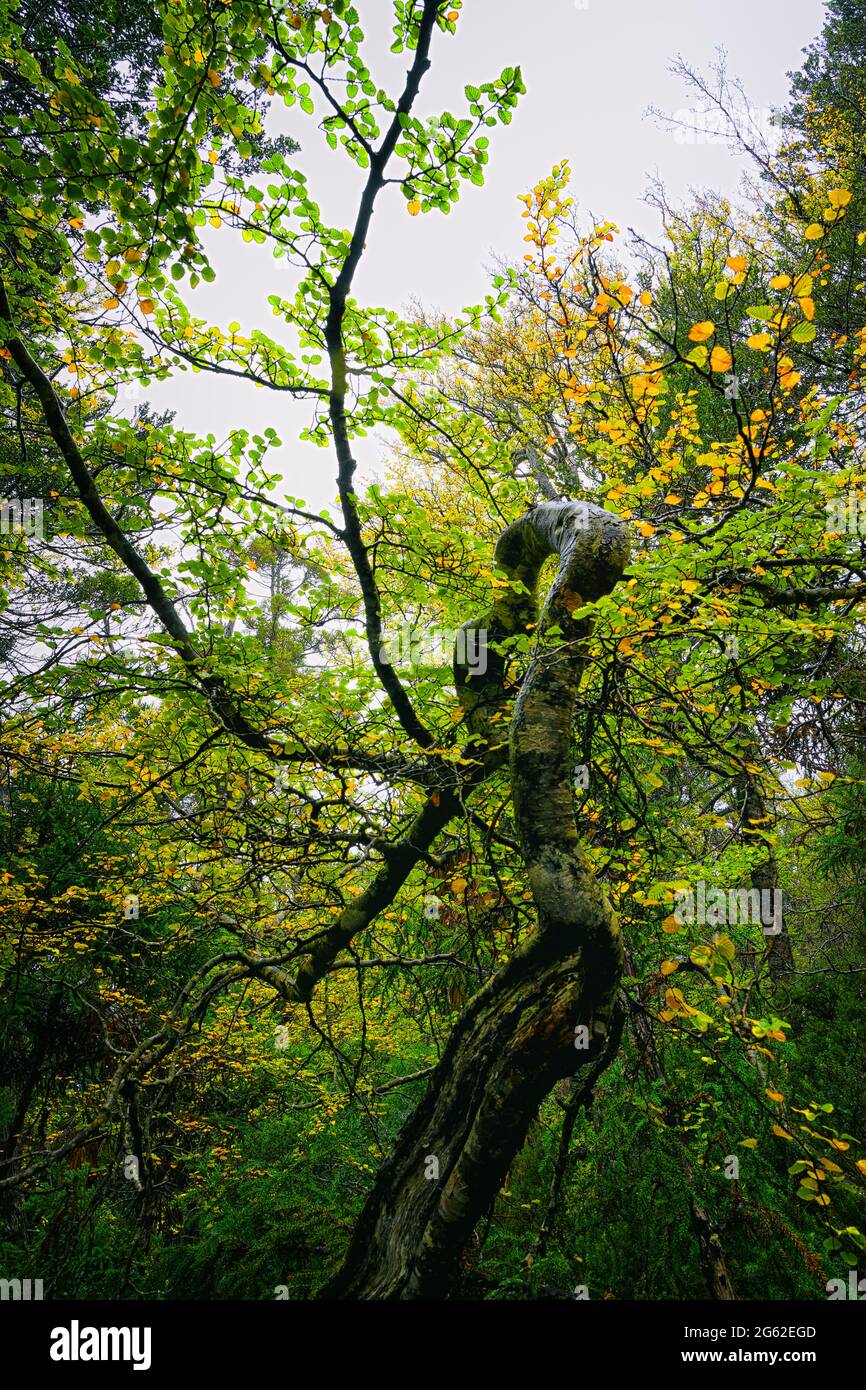 Nothofagus gunnii hi-res stock photography and images - Alamy